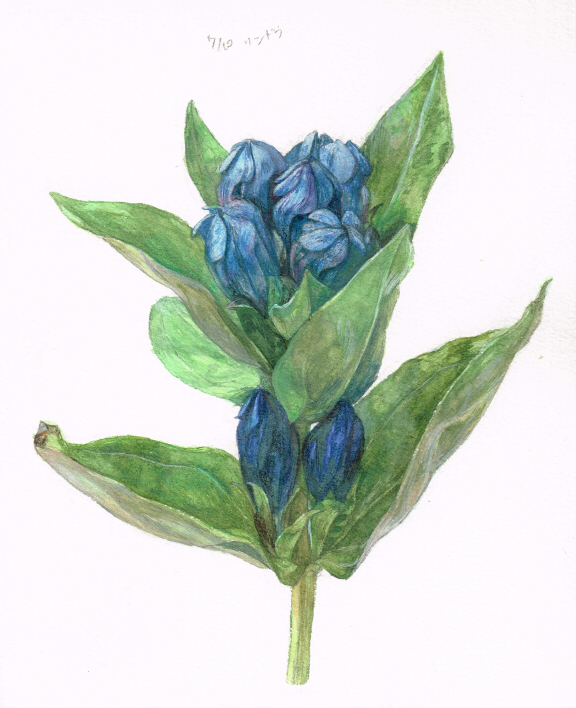 Safebooru - artist name blue flower dated flower no humans original ...