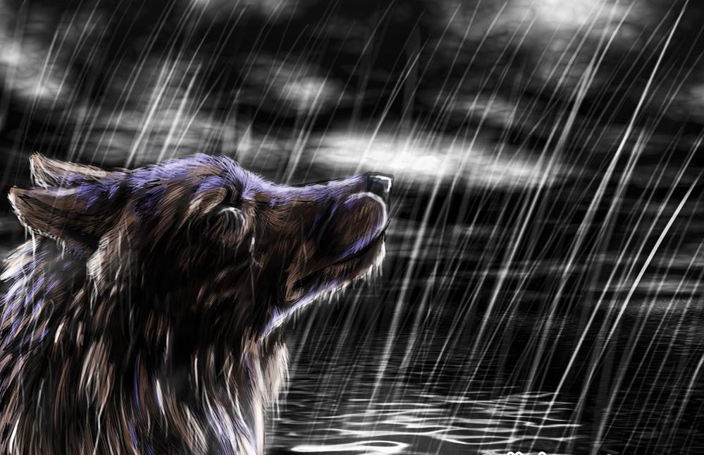 Safebooru - fur hair rain tears water wet wolf | 371120