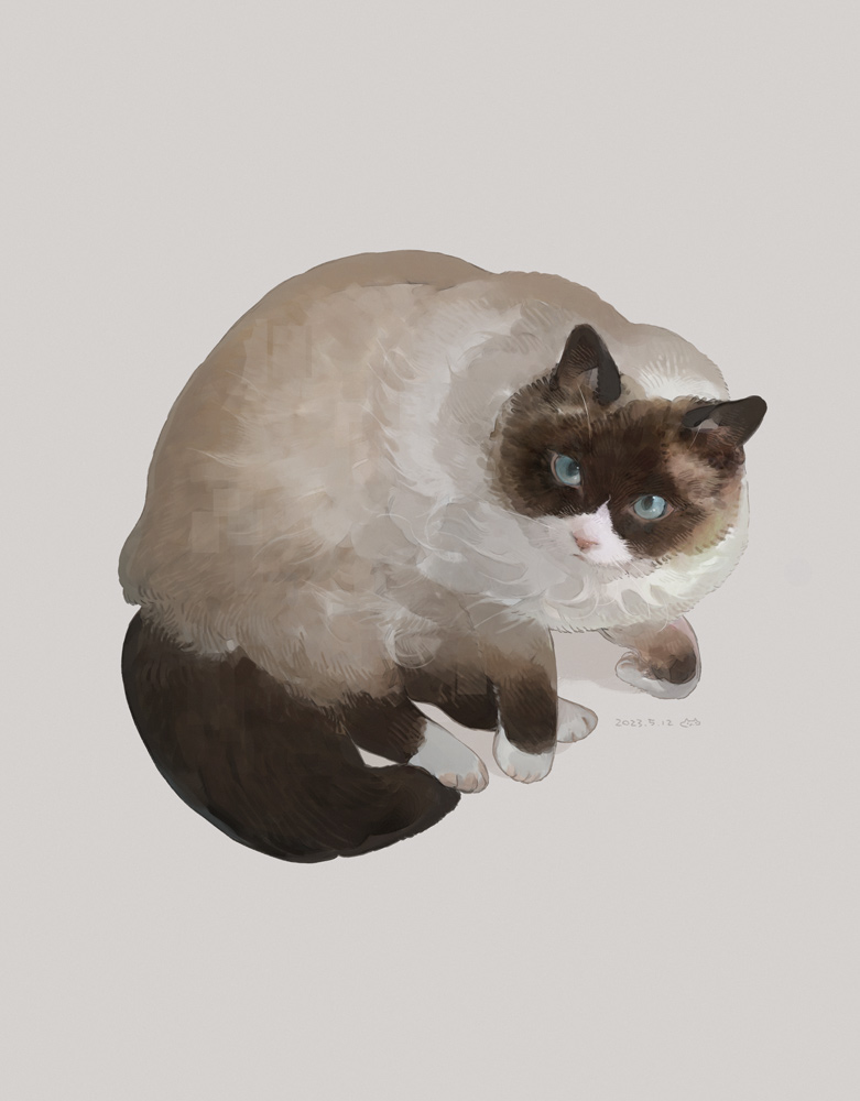 Safebooru - animal animal focus blue eyes cat commentary dated fluffy from above looking at ...
