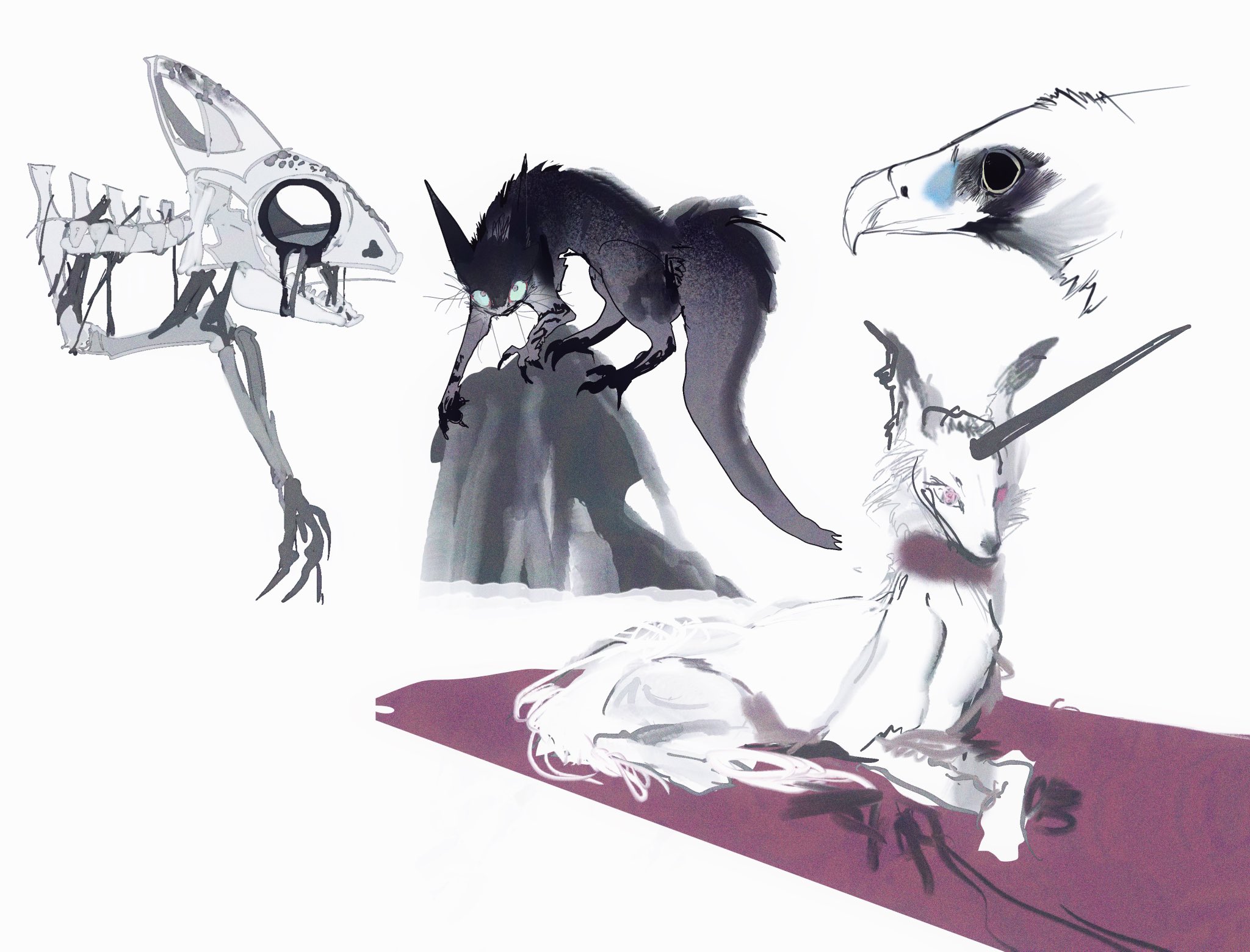 Safebooru - animal focus animal skeleton beak bird black claws black ...