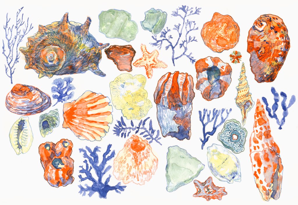 Safebooru - clam commentary request conch coral no humans object focus original pajamabou rock ...