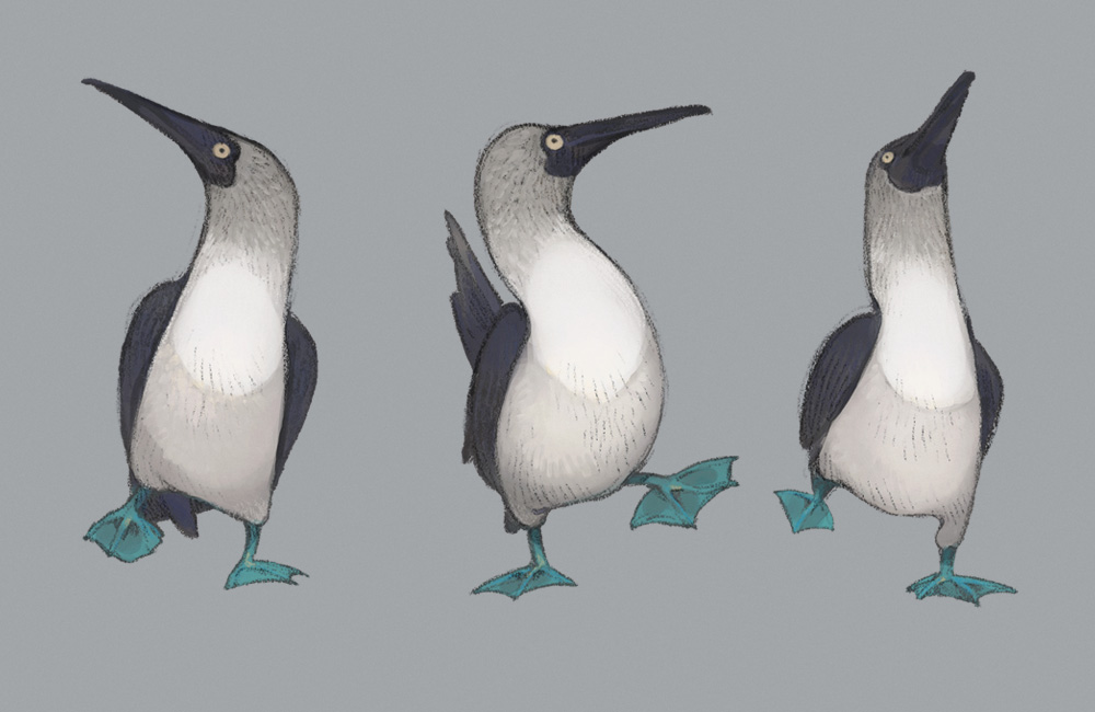 Safebooru - animal animal focus beak bird blue-footed booby commentary grey background looking ...