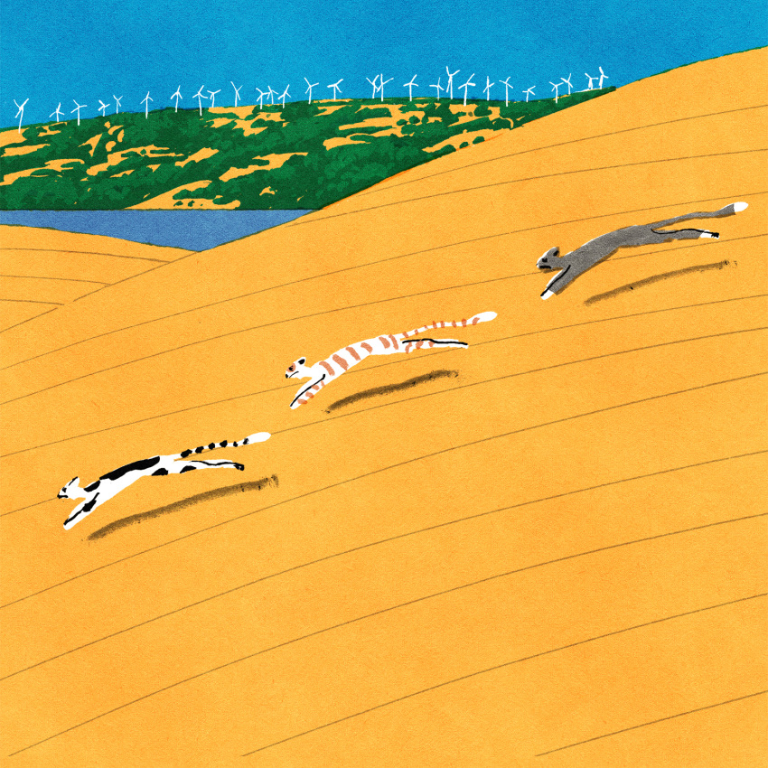 Safebooru - animal focus blue sky cat day grey cat highres iida kento ...