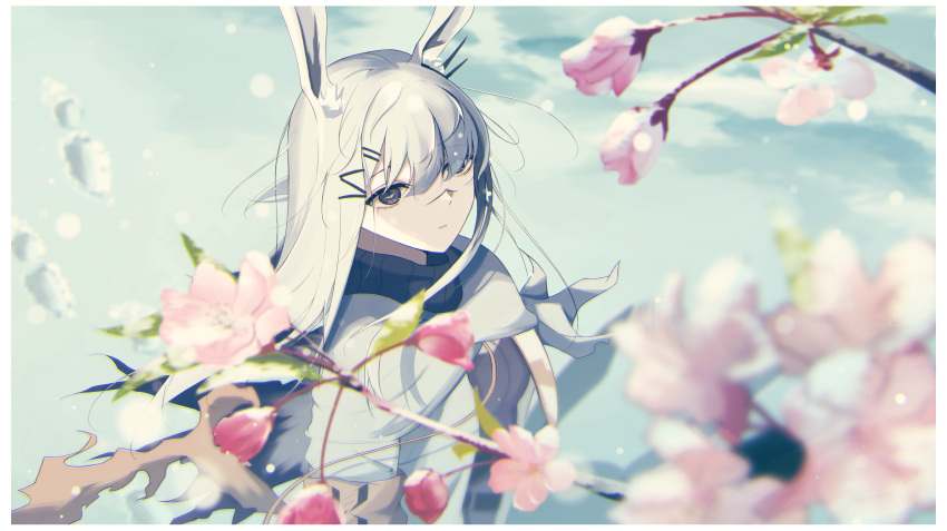 Safebooru - 1girl absurdres animal ears arknights black eyes branch cherry blossoms commentary ...