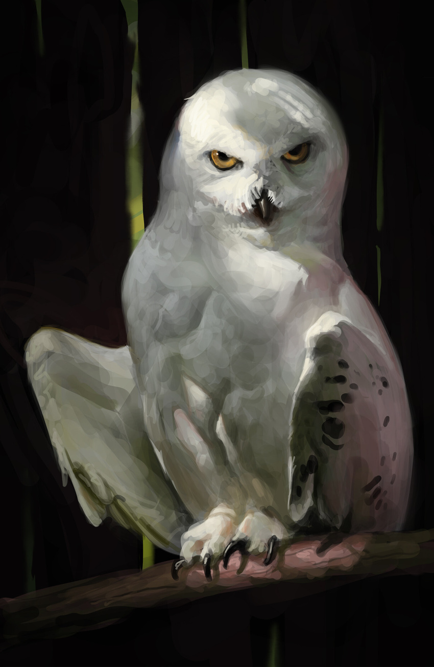 Safebooru - absurdres animal animal focus bird branch highres looking at viewer on branch ...