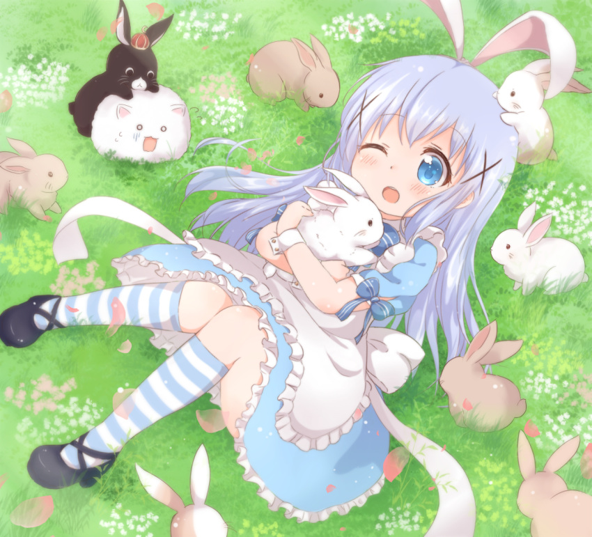 Safebooru - 1girl angora rabbit animal animal ears anko (gochiusa ...