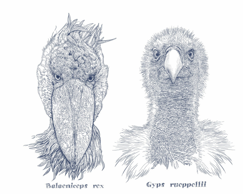 Safebooru - animal focus beak bird chinese commentary commentary ...
