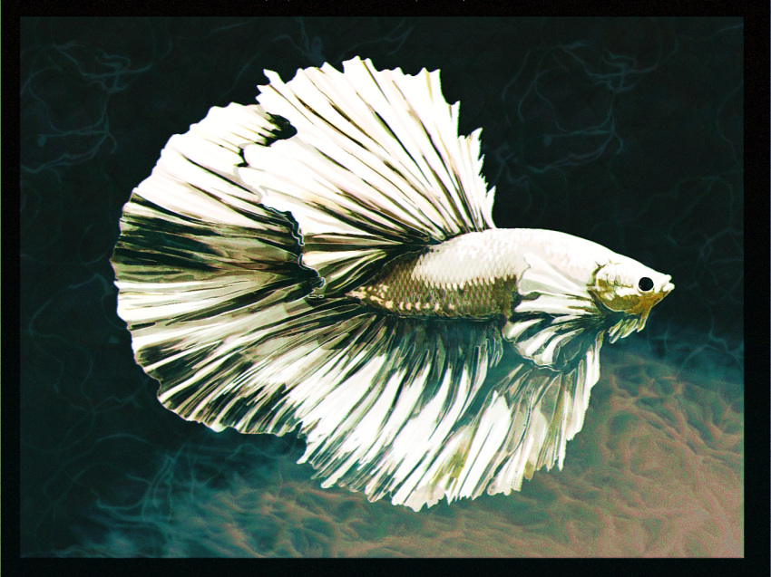 Safebooru - animal animal focus black border border fish frying ...