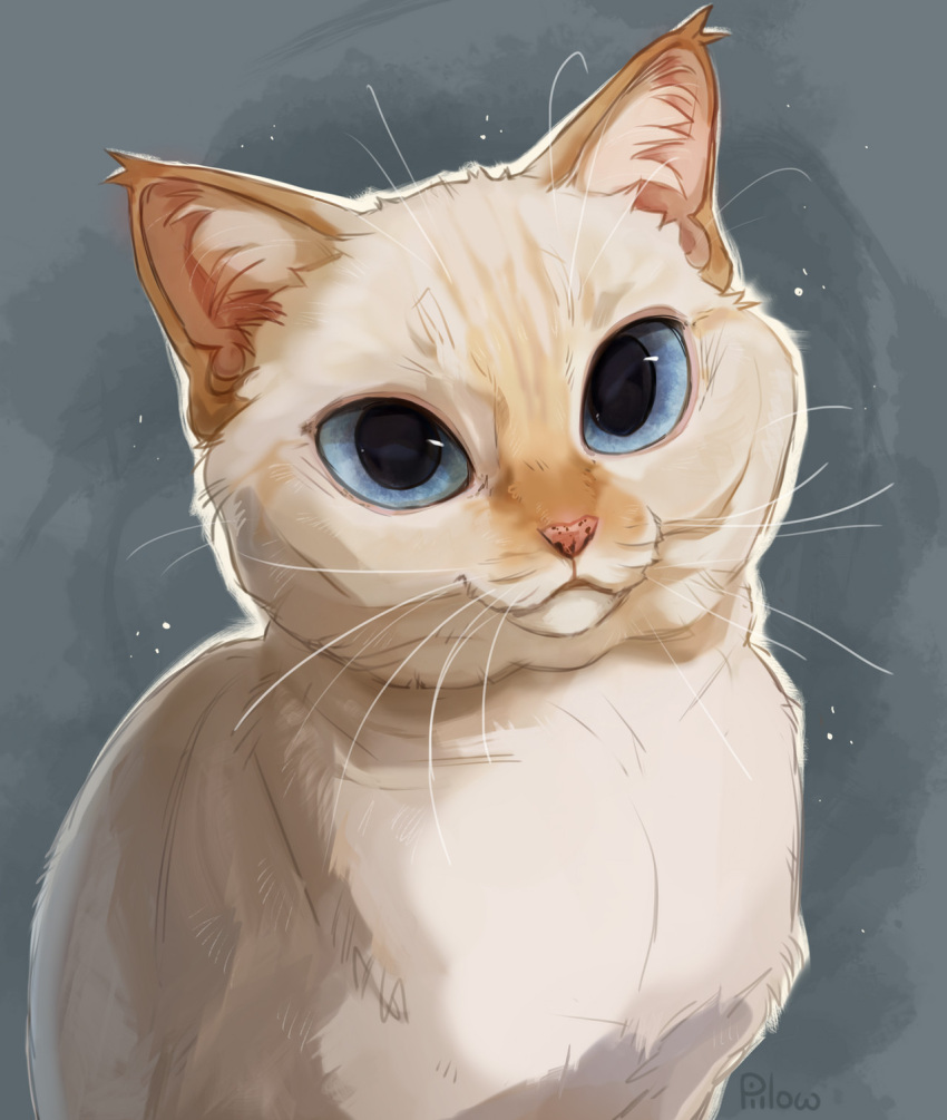 Safebooru - animal animal focus blue eyes cat colorpoint (pattern ...