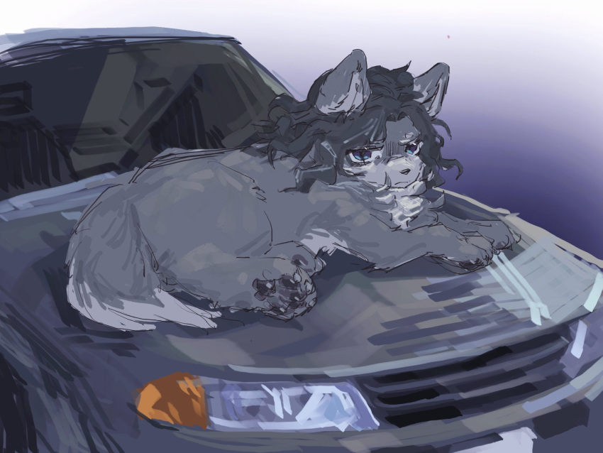 Safebooru - animal animal focus blue eyes body fur car closed mouth ...