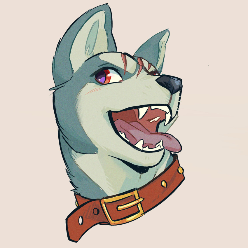 Safebooru - akita inu animal animal focus blush collar dog fangs gin (ginga nagareboshi gin ...