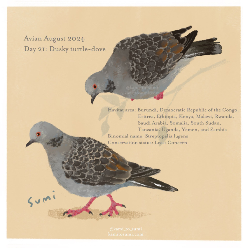 Safebooru - animal animal focus artist name bird border dove dusky turtle-dove english text grey ...