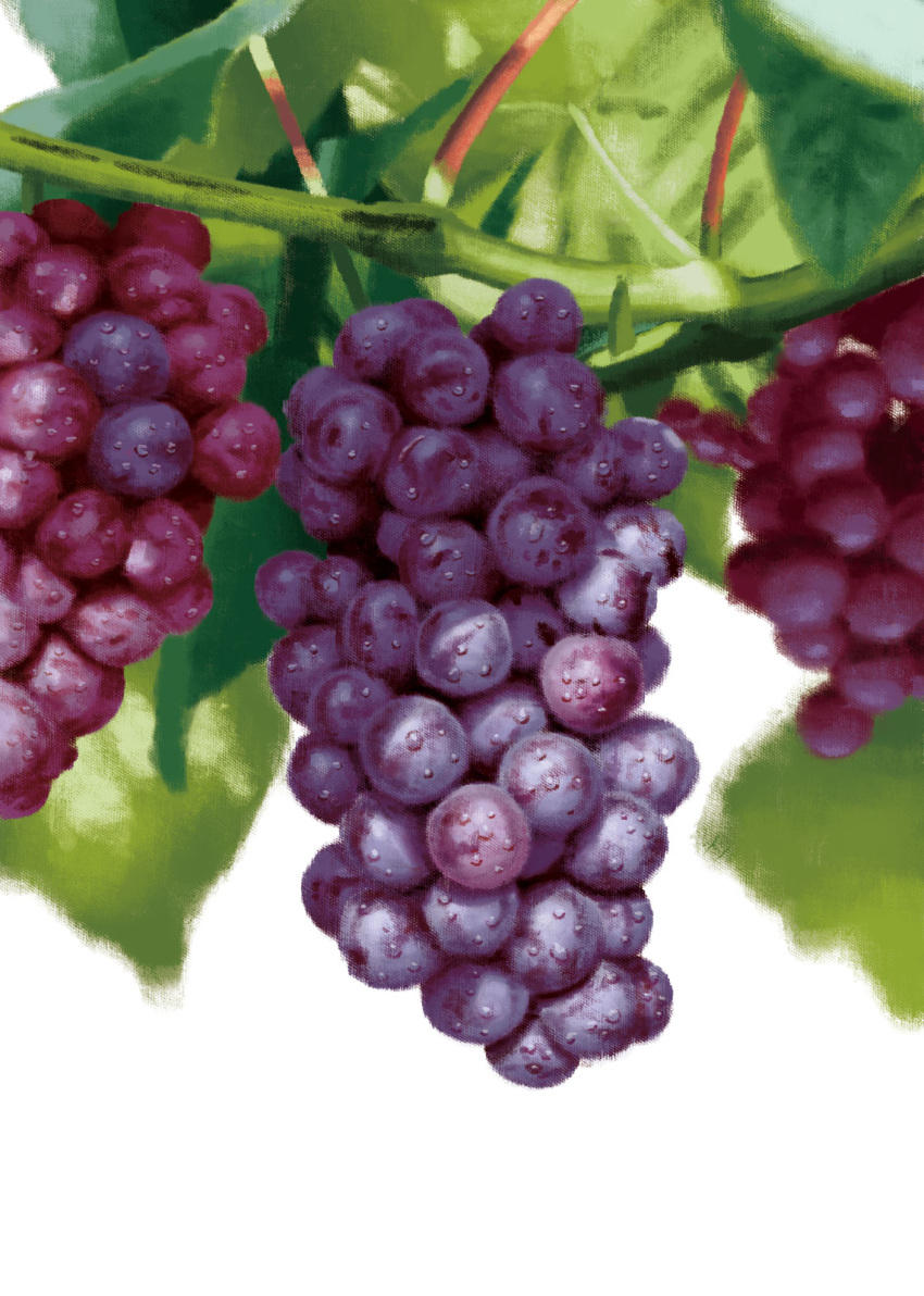 Safebooru - branch commentary food food focus fruit grapes highres leaf no humans original plant ...